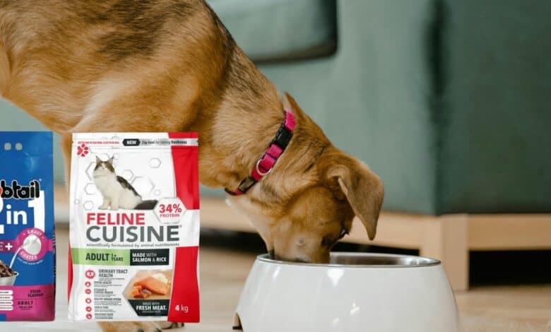 Nationwide recall issued for several pet food brands | The Witness