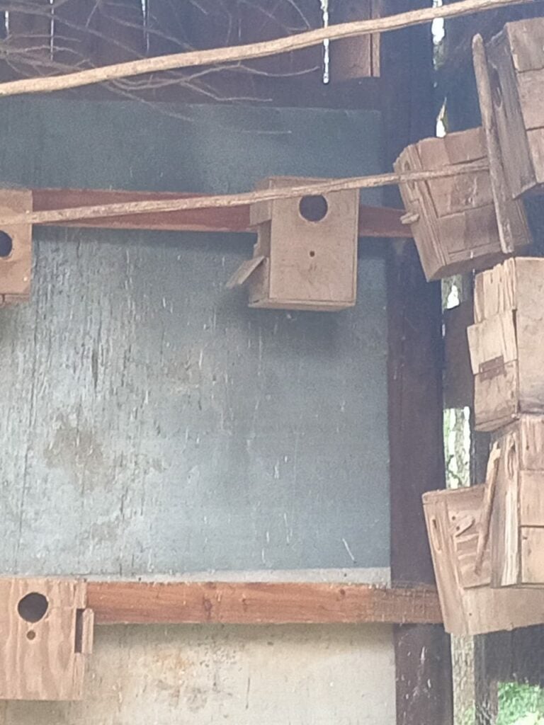 PICS | Black mamba more than two metres long found hiding in bird box ...