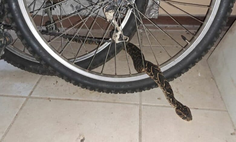 WATCH | Quiet Easter turns dramatic with puff adder discovery | The Witness