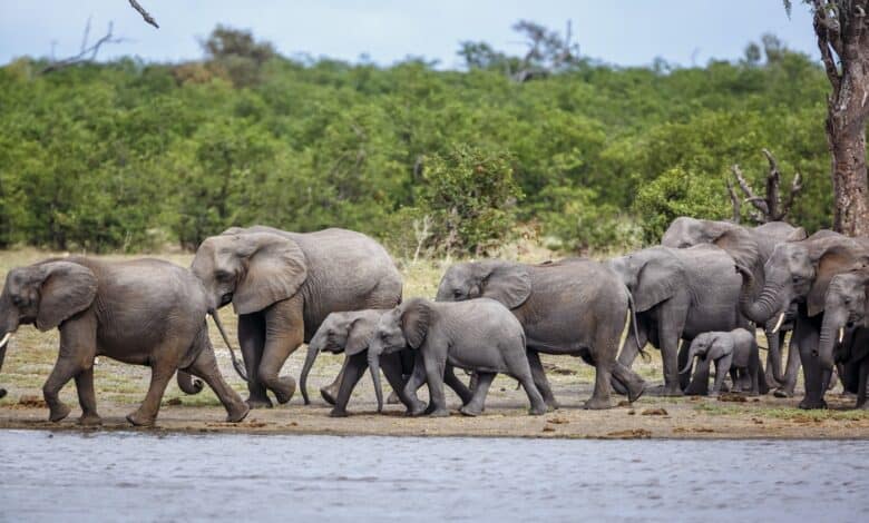 Urgent call to relocate elephants as KZN reserves reach capacity | The ...
