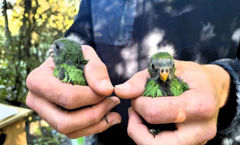Love birds: twice-extinct parakeet gets lifeline from randy pair | The ...