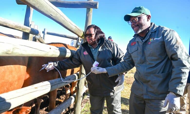 More than 13 000 cattle get FMD vaccination in uMgungundlovu | The Witness