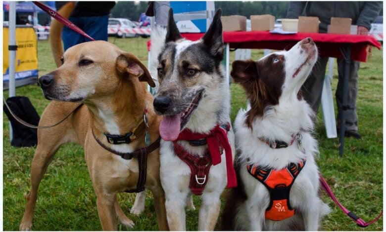 Get a perfect pet portrait at the 1000 Paws Walk | The Witness