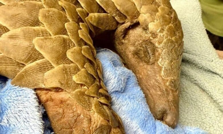 Meet Kito: Johannesburg hospital’s 214th rescued pangolin | The Witness