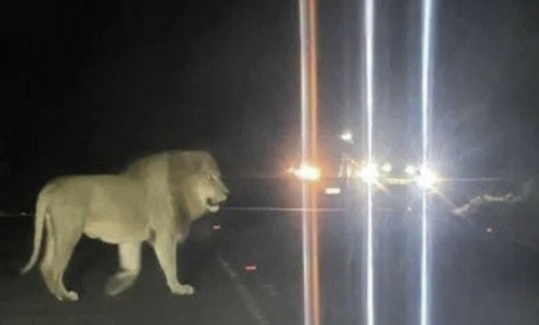 Runaway lion captured after days on the prowl | The Witness