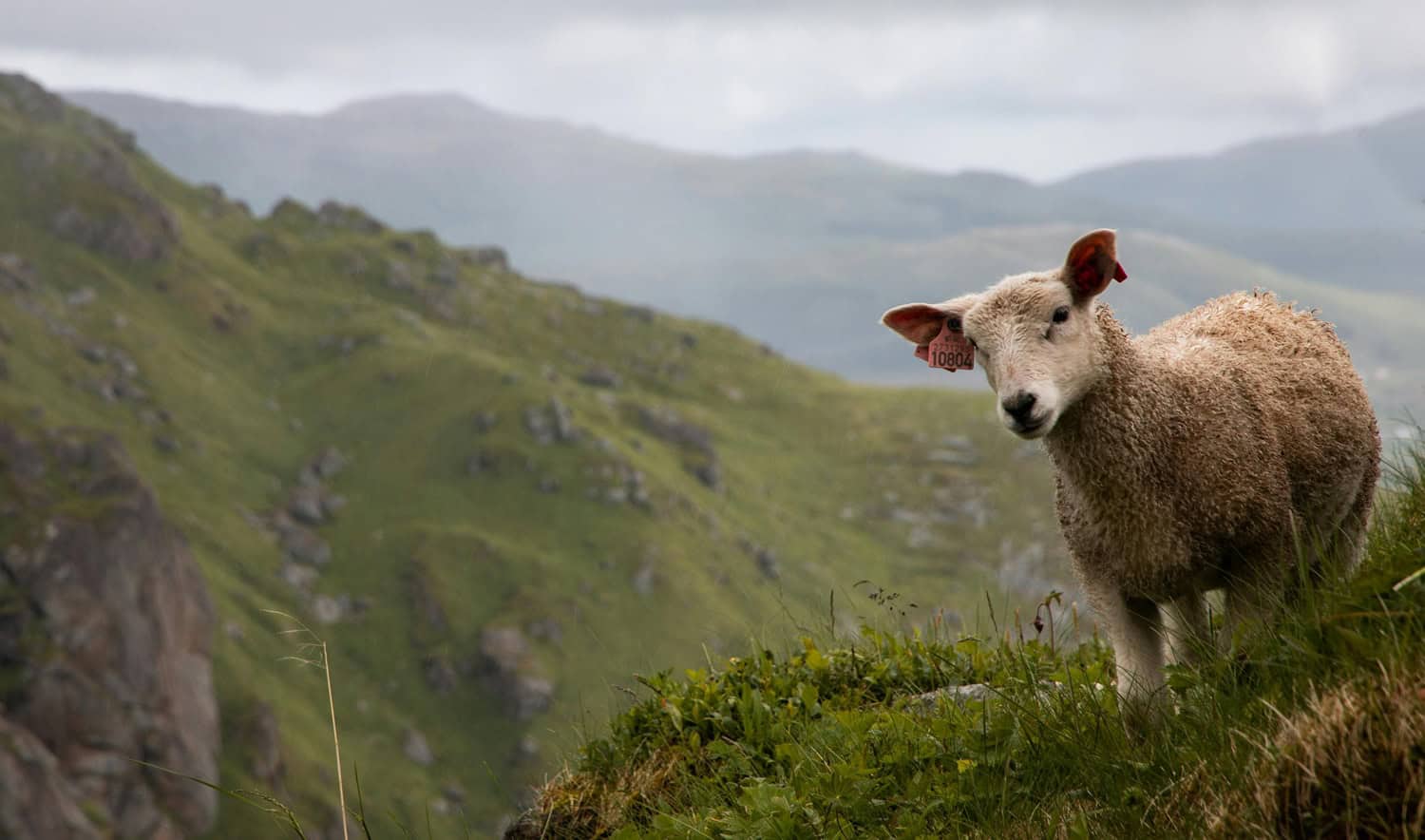 Climate shocks hit communal sheep farmers as grazing lands deteriorate ...