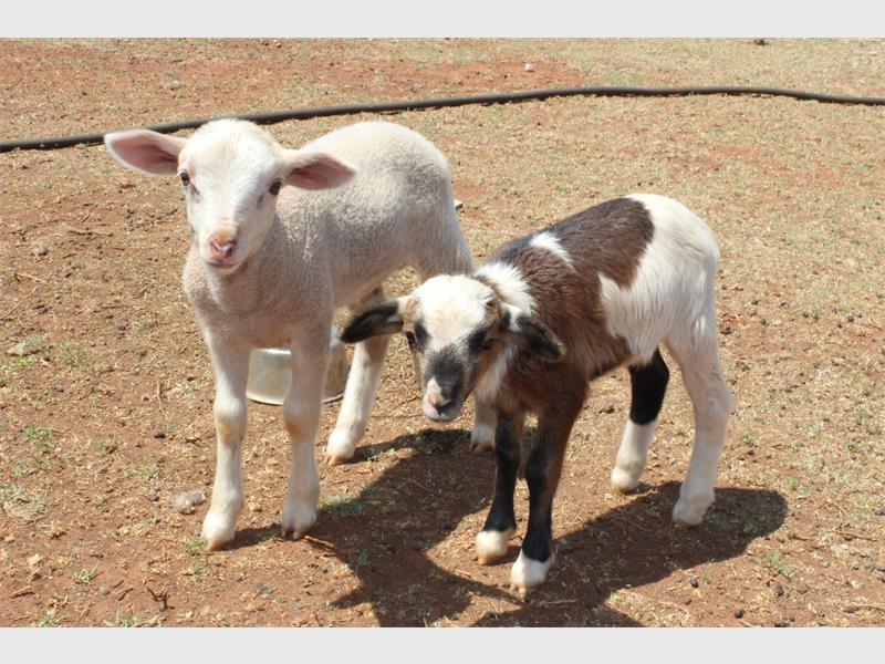 [VIDEO] Bleating goat a miracle | Krugersdorp News
