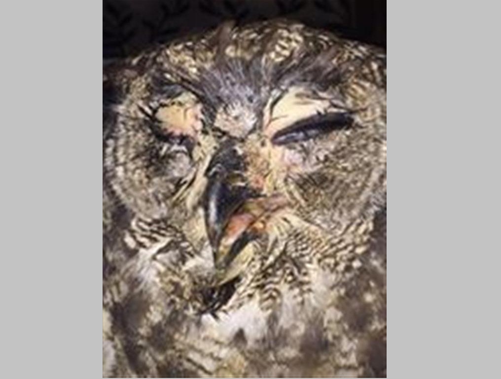 Sick owl rescued by residents | Krugersdorp News
