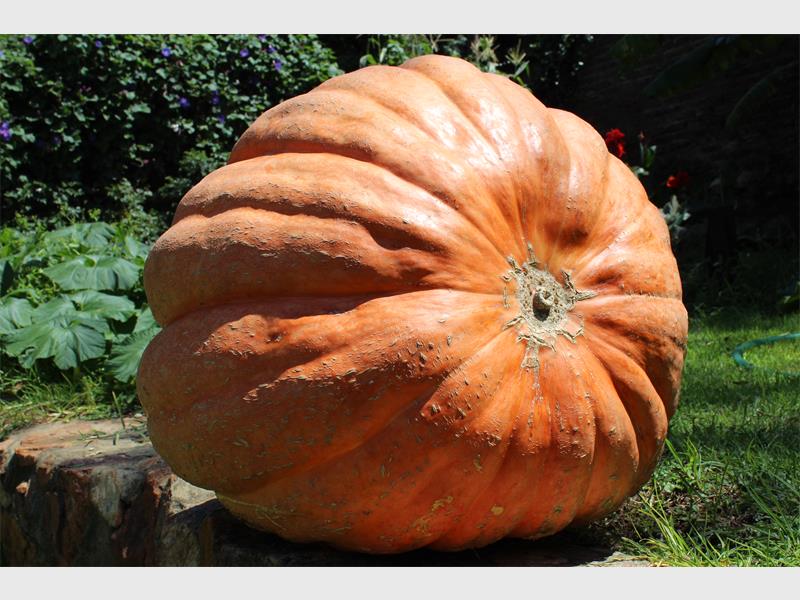 'n Bielie van 'n pampoen hier in Krugersdorp | Krugersdorp News