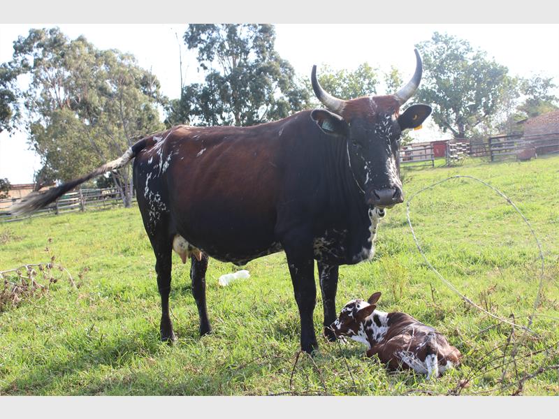 Nguni cattle farming the way to go | Krugersdorp News