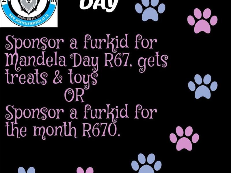 Bored on Mandela Day? Go pet a husky | Krugersdorp News