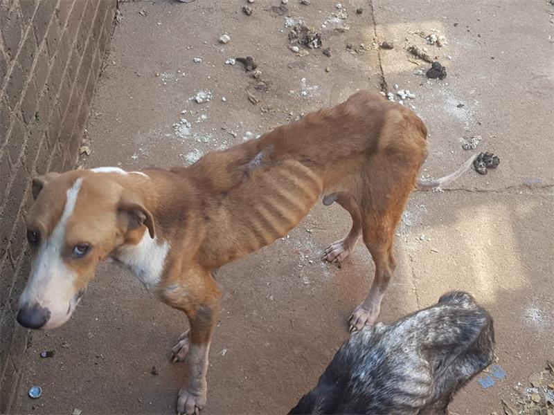 GRAPHIC IMAGES: SPCA rescues dogs from terrible conditions at ...