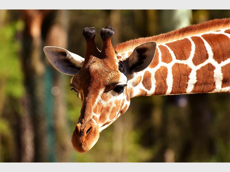 Which animals are the most dangerous in South Africa? | Krugersdorp News