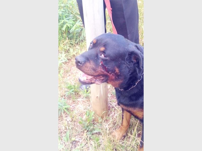 Guard dog Boris takes bullet for his owner and saves his life and those ...