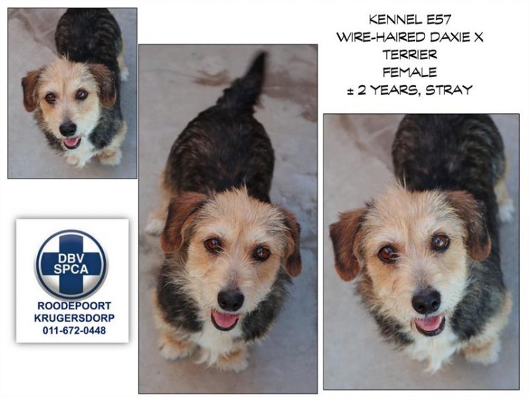 SPCA animals looking for forever homes | Krugersdorp News