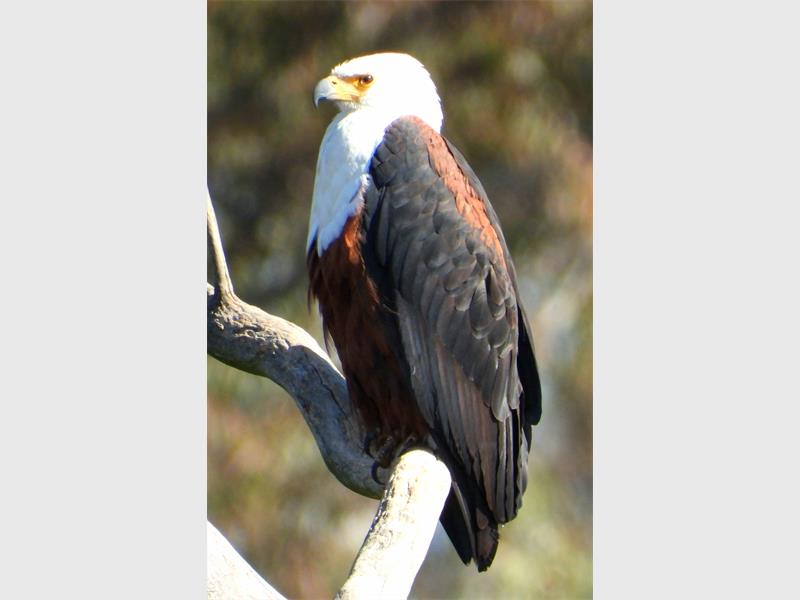 Foto van die week: 'n Arend in sy habitat | Krugersdorp News