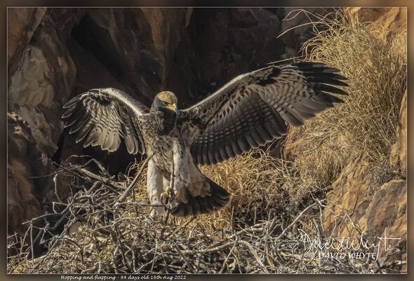Black eagle chick looks eager to take flight in a few days | Krugersdorp News
