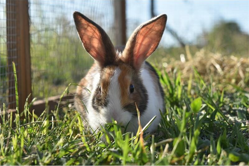 2023 is the 'Year of the Rabbit' | Krugersdorp News