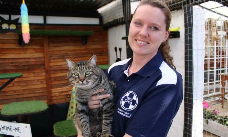 Many loving kitties waiting to be adopted at the SPCA | Krugersdorp News