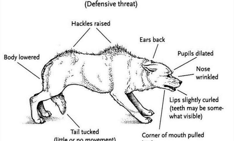 Here's how to report a nuisance dog | Krugersdorp News