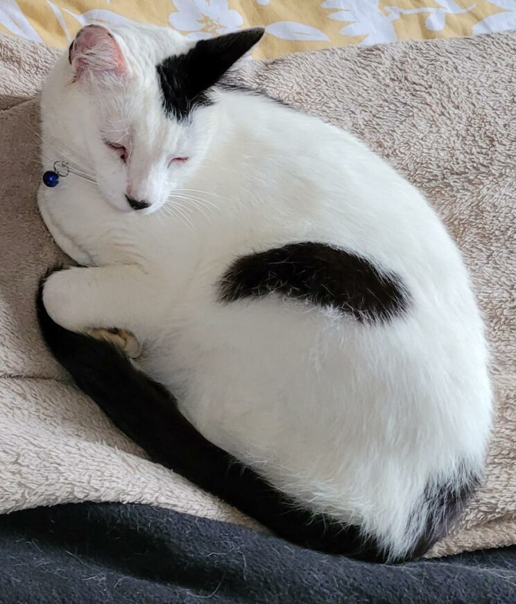 Have you seen Moo, the cat? | Krugersdorp News