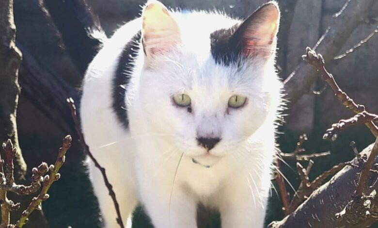 Have you seen Moo, the cat? | Krugersdorp News