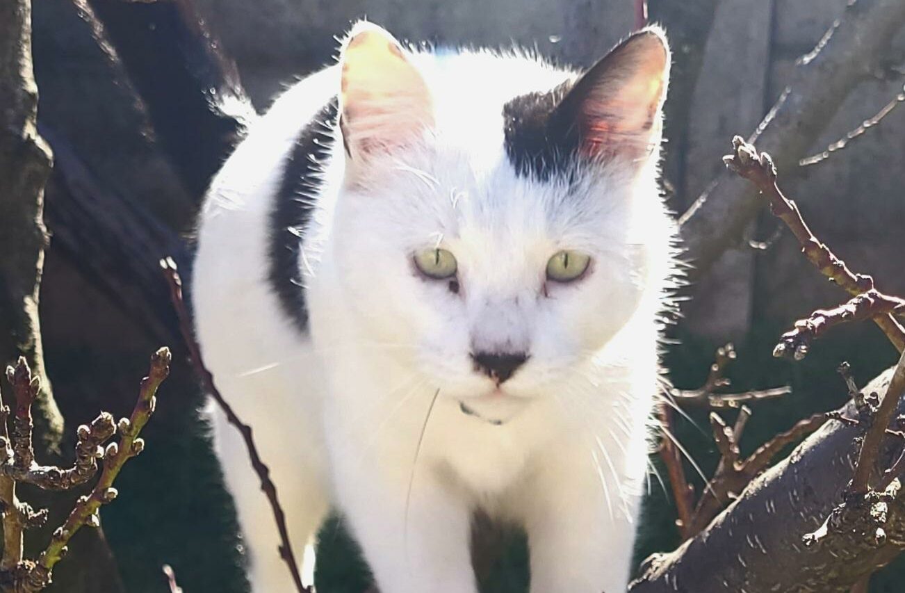 Have you seen Moo, the cat? | Krugersdorp News