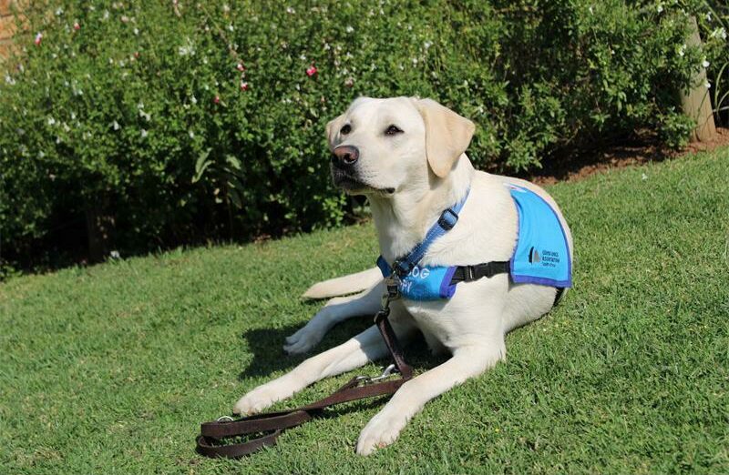 SA Guide-Dogs Association appeals to community for puppy raisers