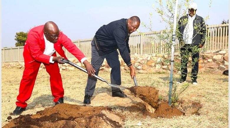 7 600 trees to green Mogale City this Arbour Month | Krugersdorp News