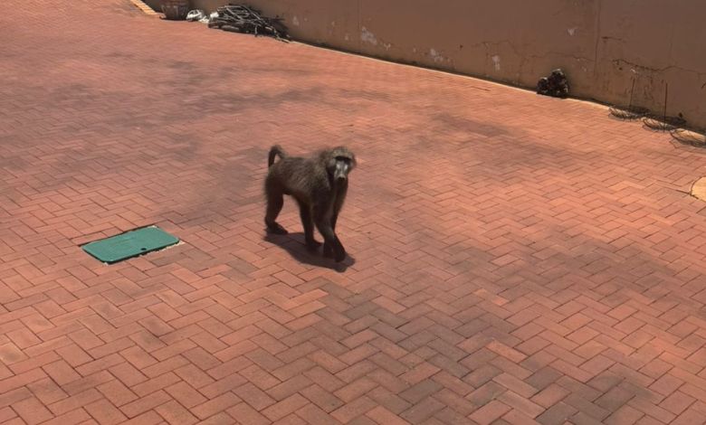 Baboon sighted in Noordheuwel