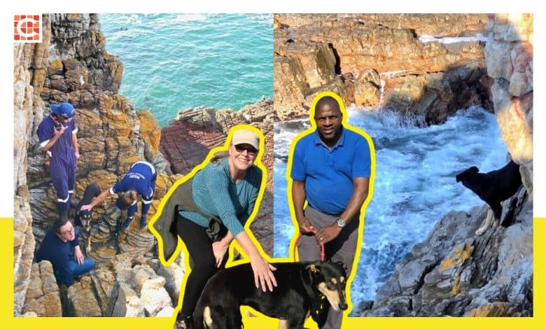 Watch: Dog rescued from Hermanus cliff face | Krugersdorp News