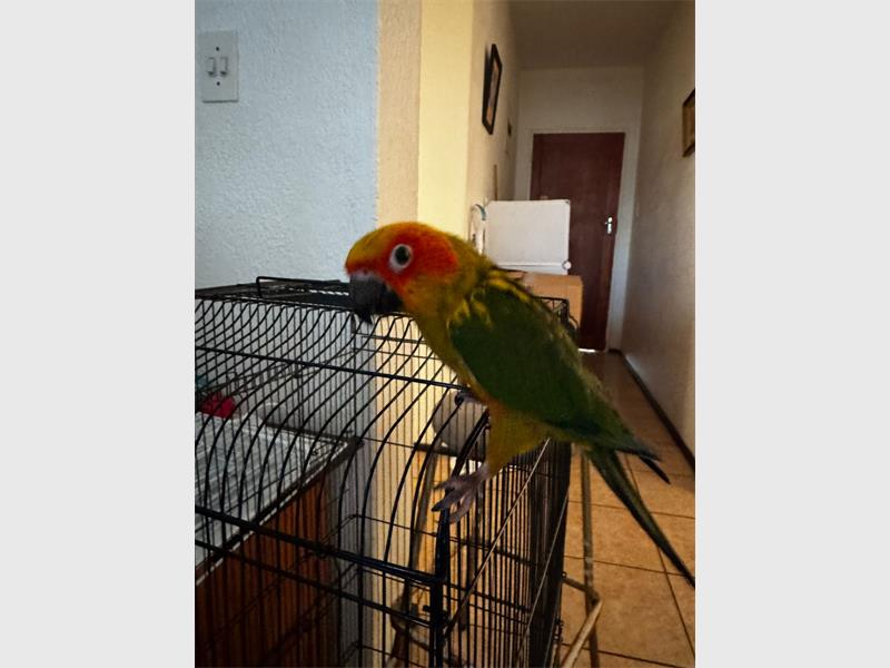 We’re not giving up – Owner still searching for missing parrot Havi ...