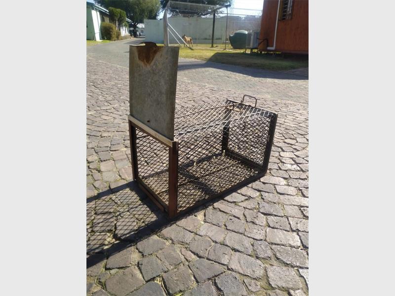 Cage needed to trap a baboon | Roodepoort Record