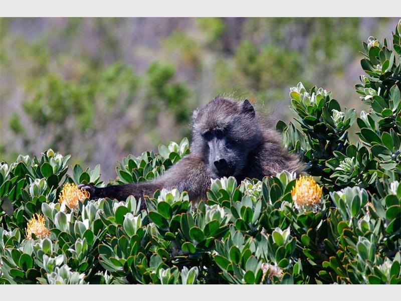 Baboon safe and sound during lockdown | Roodepoort Record