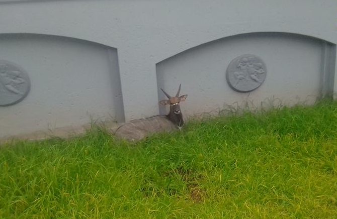 SPCA explains what happened with the nyala from Len Rutter Park ...