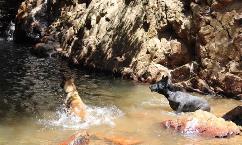 Another life tragically lost at Manie Mulder | Roodepoort Record