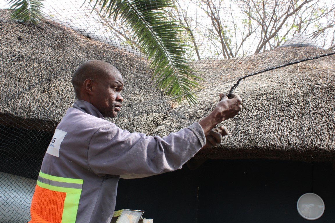 Kitty Kazz cattery well underway | Roodepoort Record