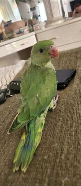 Help reunite the Myburgh family with their beloved Woody | Roodepoort ...