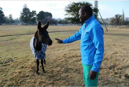 Donkey sanctuary volunteer hopes to educate the community about donkeys