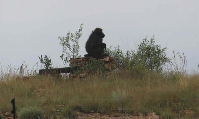 Watch: Elusive migrating baboon finally caught | Roodepoort Record