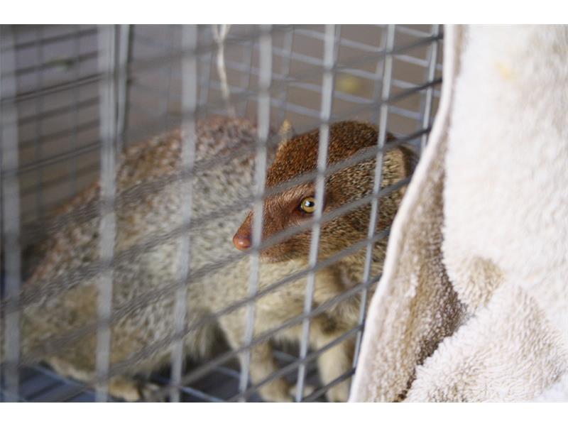 Residents find mongoose living in roof | Bedfordview Edenvale News