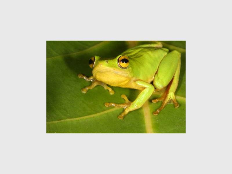 Take a leap for frogs | Bedfordview Edenvale News