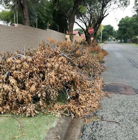 Local councillor explains tree trimming backlog | Bedfordview Edenvale News