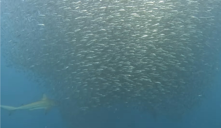 Watch: Sardine bait balls confuse predators | Bedfordview Edenvale News