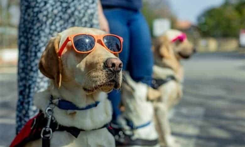 Be cool and wear shades for the SA Guide-Dogs Association | Bedfordview ...