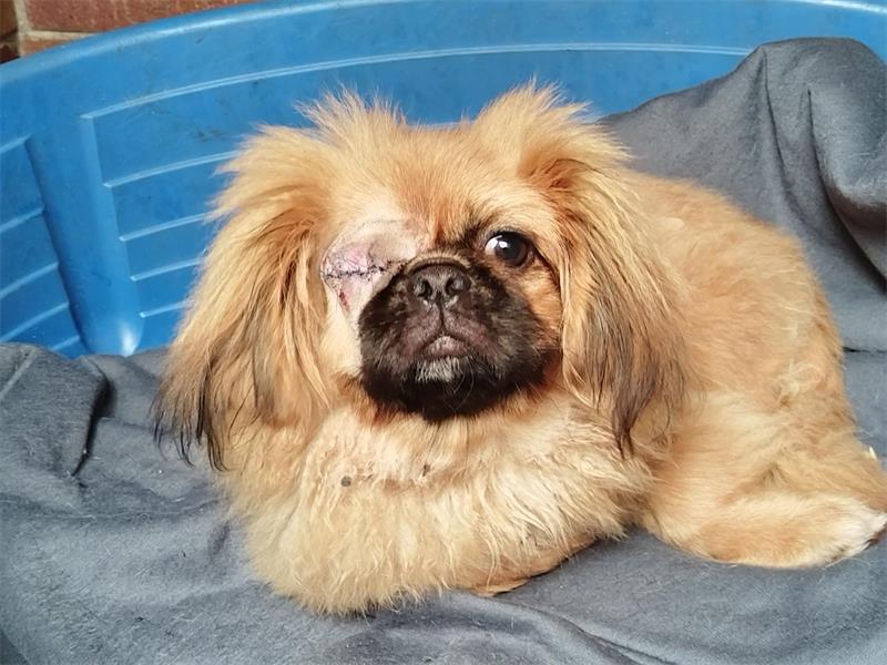 Bedfordview SPCA appeals for help as Pekingese Duke recovers from ...