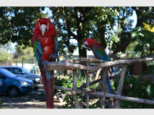 Brainy Birds seeks community support to care for rescued parrots ...