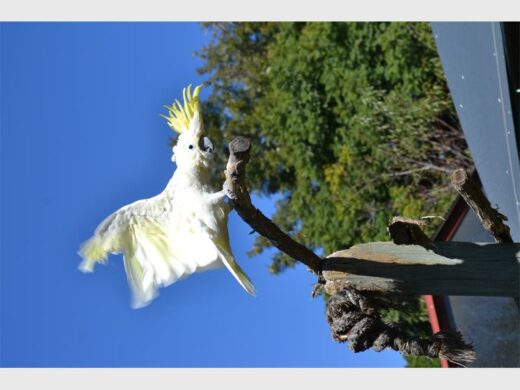 Brainy Birds seeks community support to care for rescued parrots ...