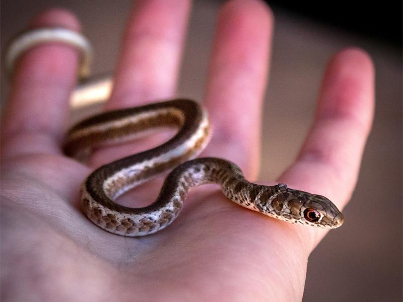 JWVH assists injured short snouted grass snake | Fourways Review