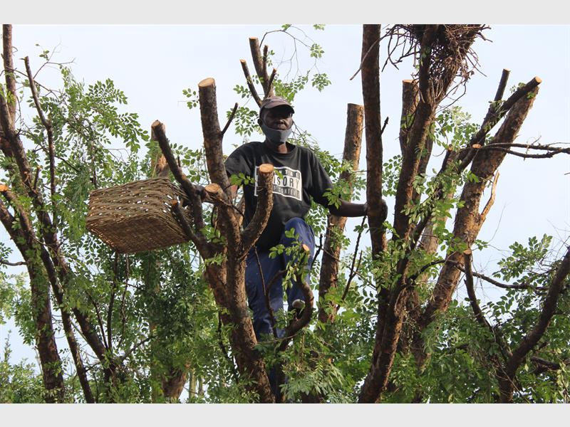 Care Douglasdale gives a baby hadeda a chance to life | Fourways Review